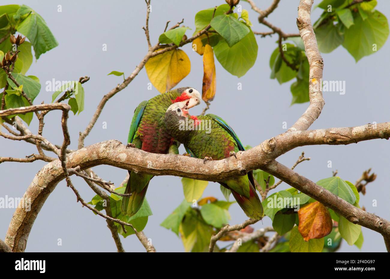 Cuban Parrots, Amazona leucocephala, pair of adults allopreening in ...