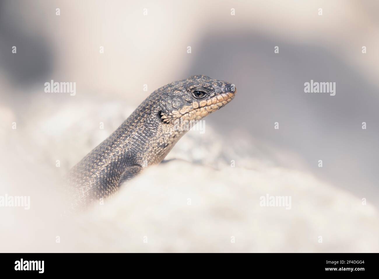 Portrait of a Black rock skink (Egernia saxitilis) on a rock, Australia ...