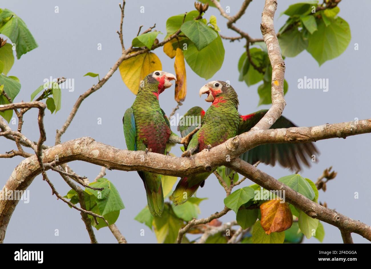 Cuban Parrots, Amazona leucocephala, pair of adults showing courtship ...