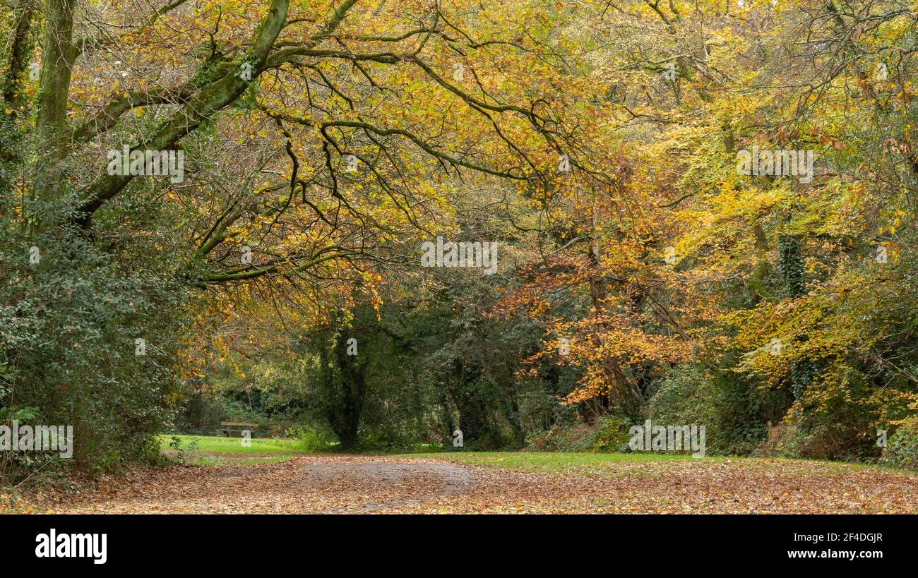 Southampton Common in Autumn Stock Photo - Alamy
