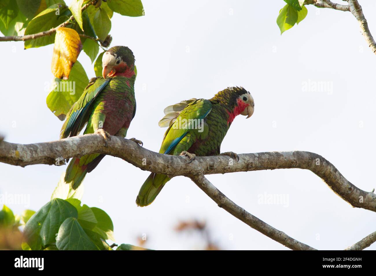 Cuban Parrots, Amazona leucocephala, pair of adults perched in tree ...