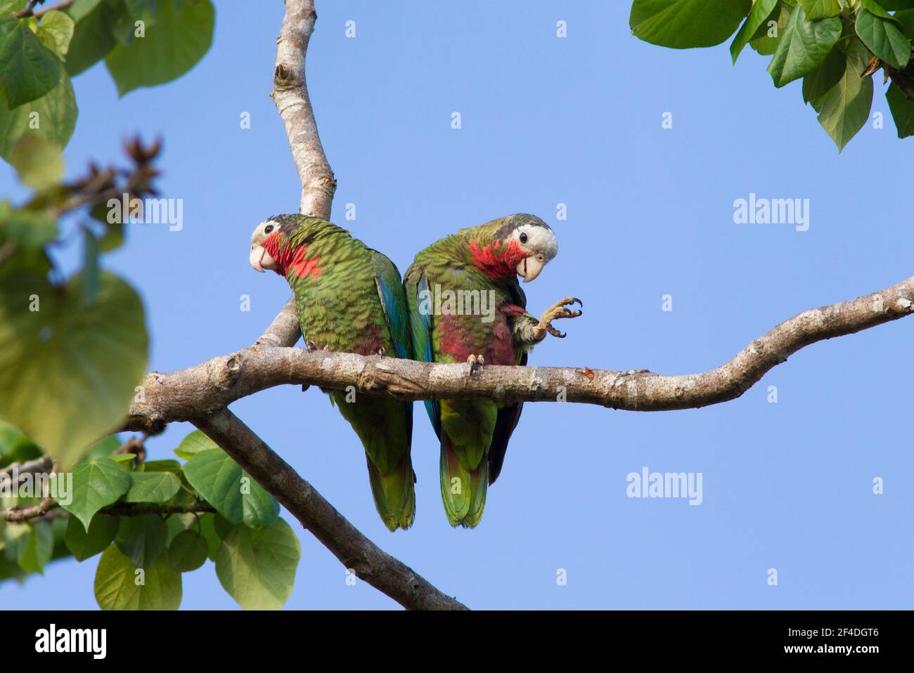 Cuban Parrots, Amazona leucocephala, pair of adults perched in tree ...