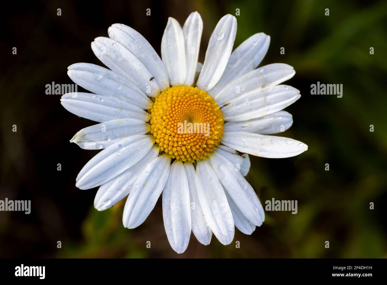 Daisy with dew hi-res stock photography and images - Alamy