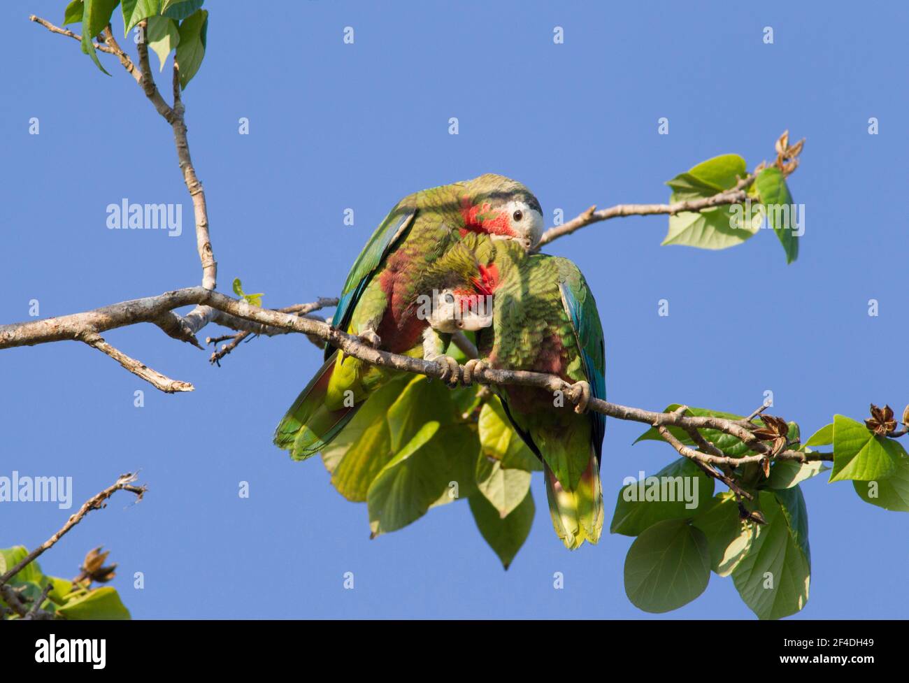 Cuban Parrots, Amazona leucocephala, pair of adults allopreening in ...
