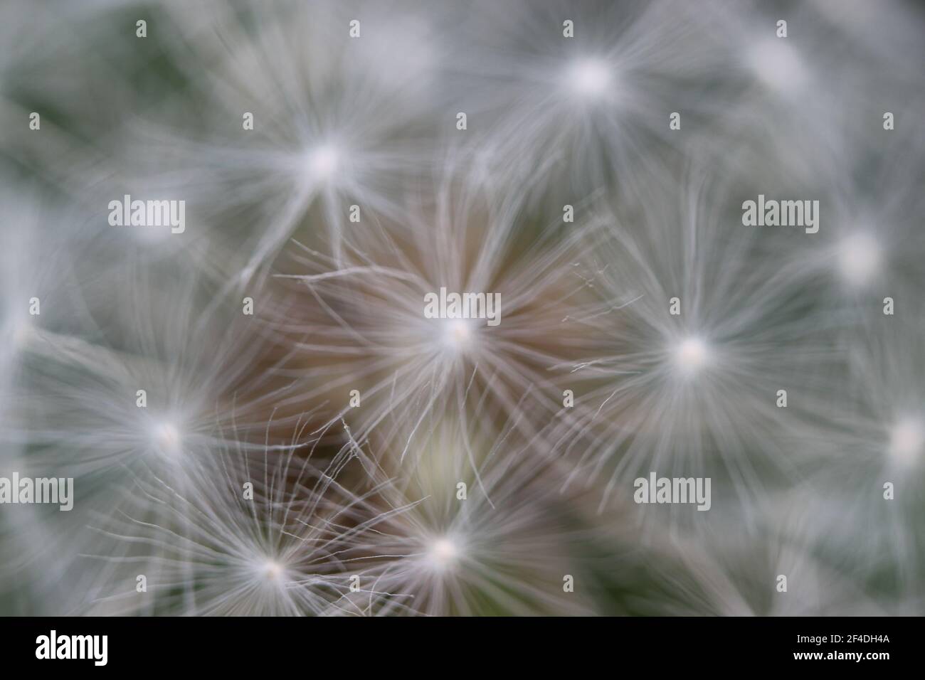 Abstract Dandelion on Dark Background Stock Photo - Alamy