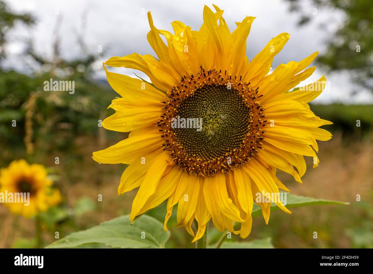 Sunflower leaf structure hi-res stock photography and images - Alamy