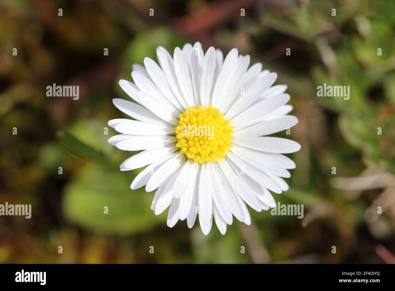 Reproductive structure of flower hi-res stock photography and images ...