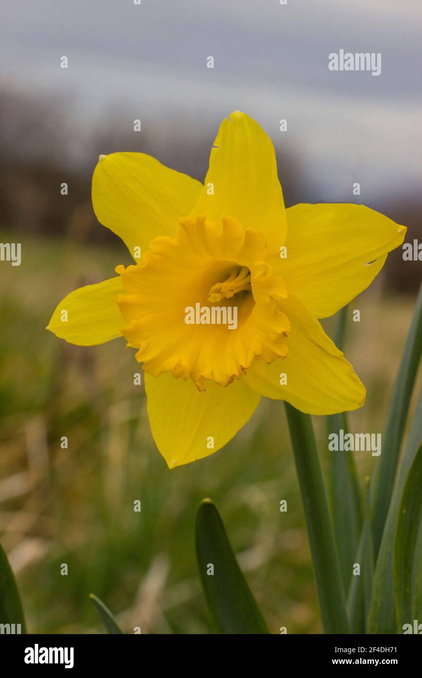 Blooming Yellow Daffodils in Spring Stock Photo - Alamy