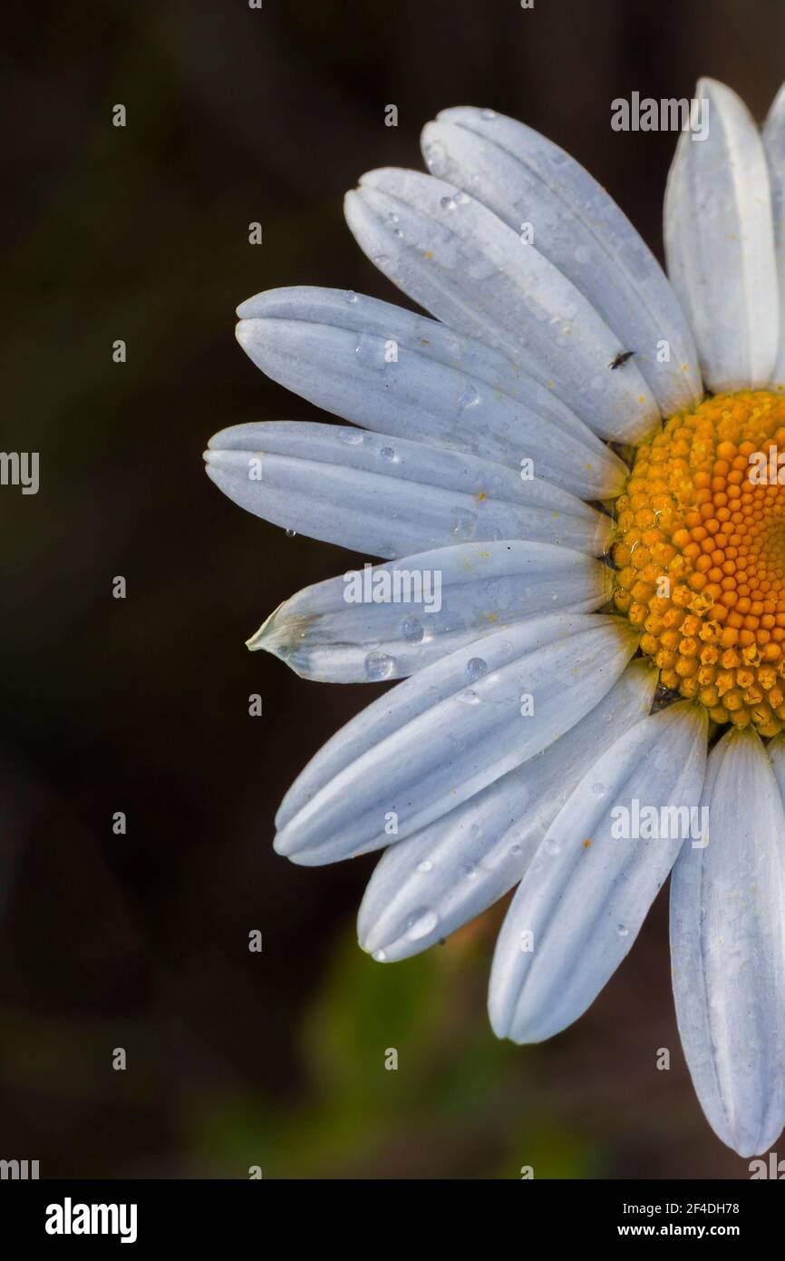 Macro Daisy with Dew Drops Stock Photo - Alamy