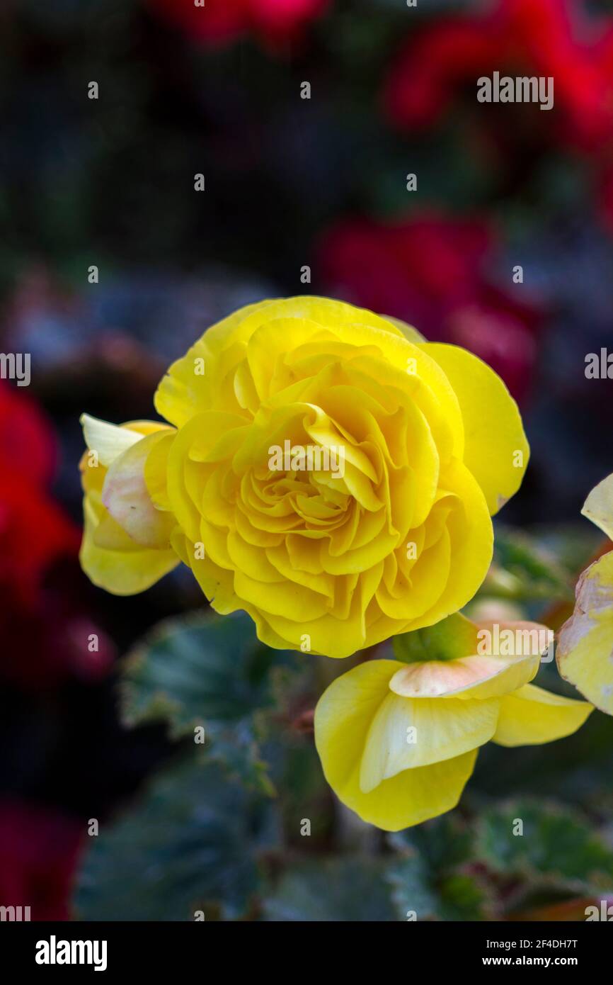 Yellow and Red Roses Bokeh Stock Photo - Alamy