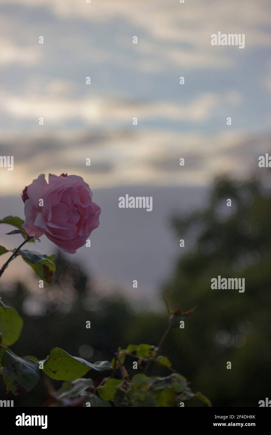 Pink Rose in the Sunset Sky Stock Photo - Alamy