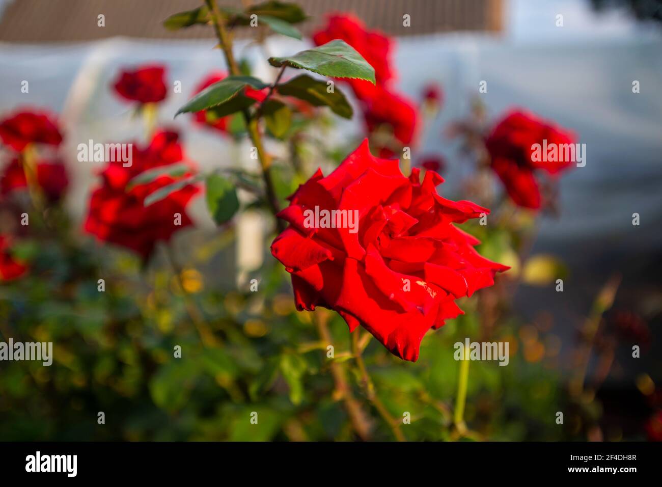 Garden bright paintings hi-res stock photography and images - Alamy