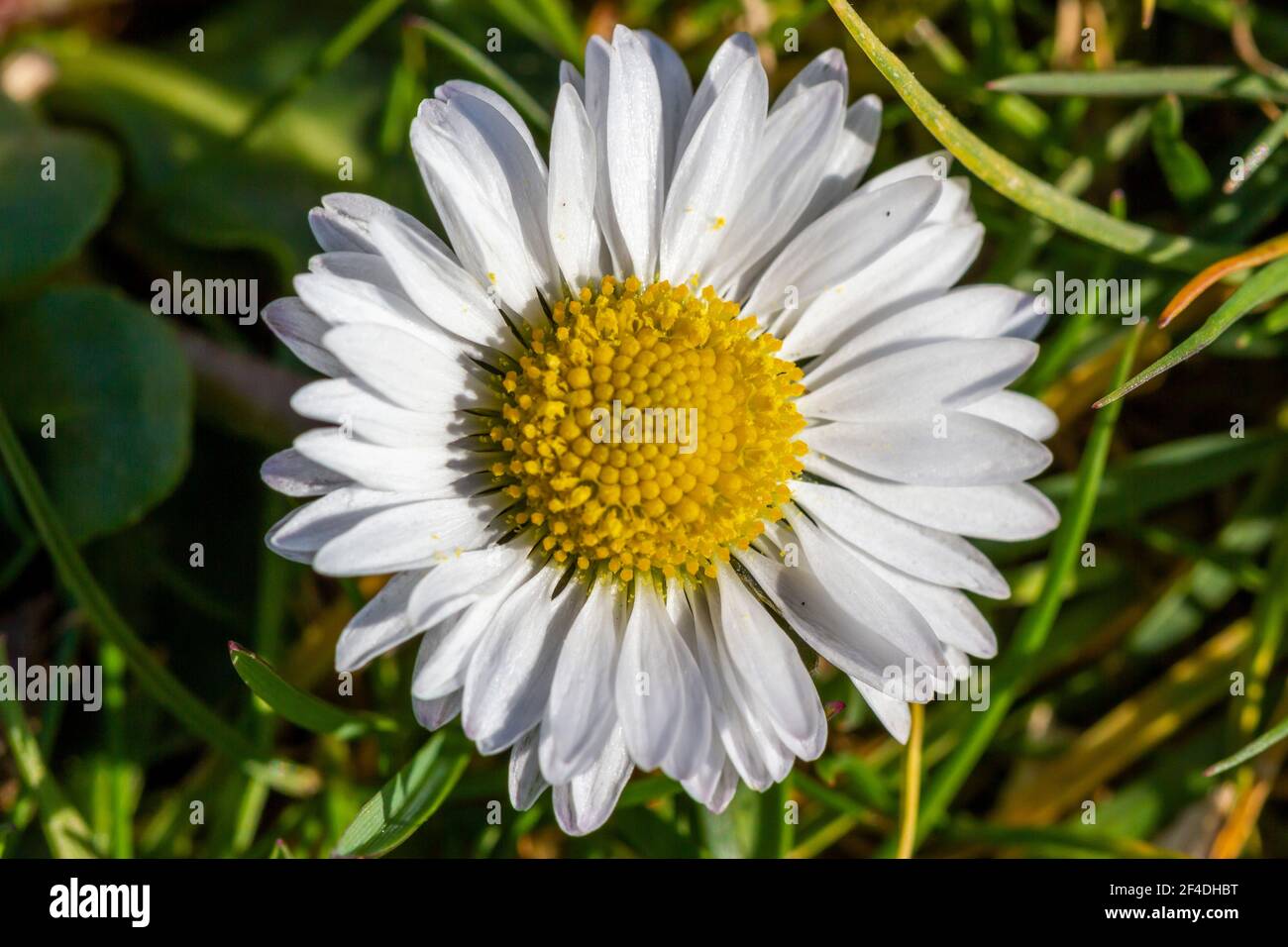 Reproductive structure of flower hi-res stock photography and images ...