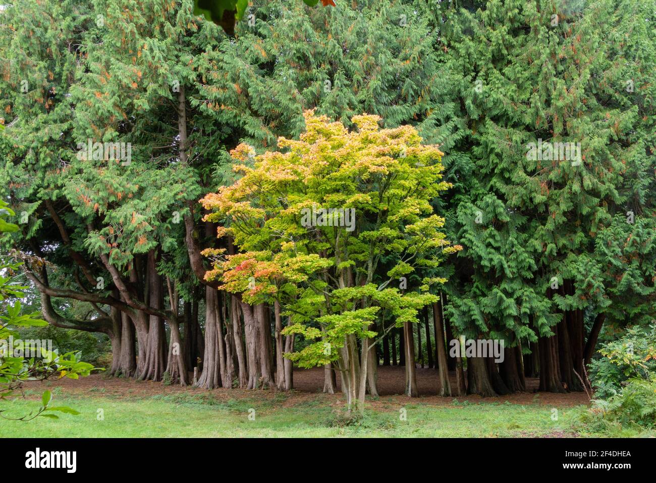 Circle of trees hi-res stock photography and images - Alamy