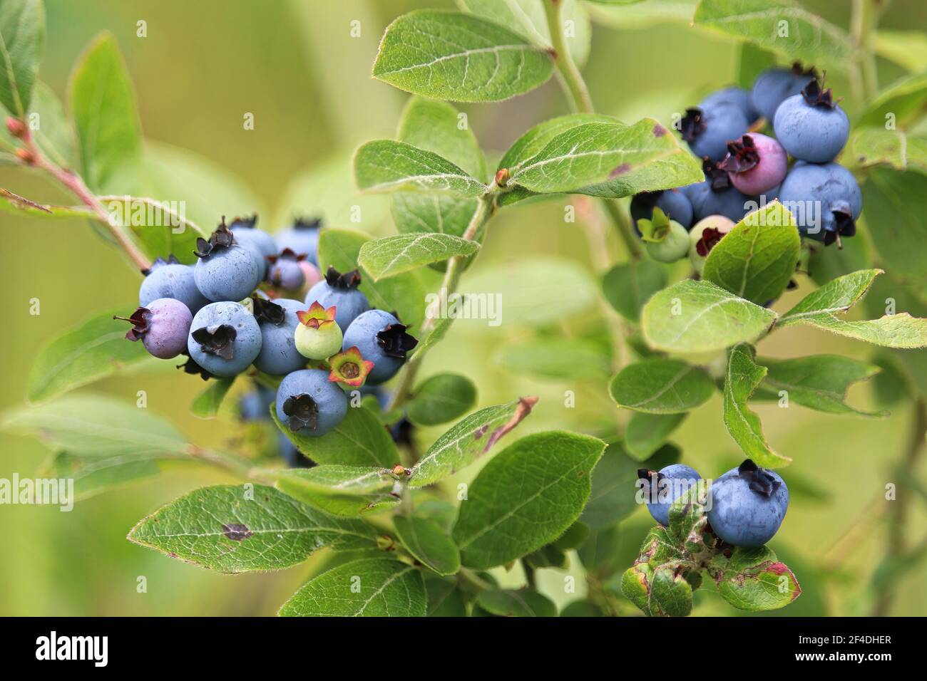 Wild Blueberry Leaves