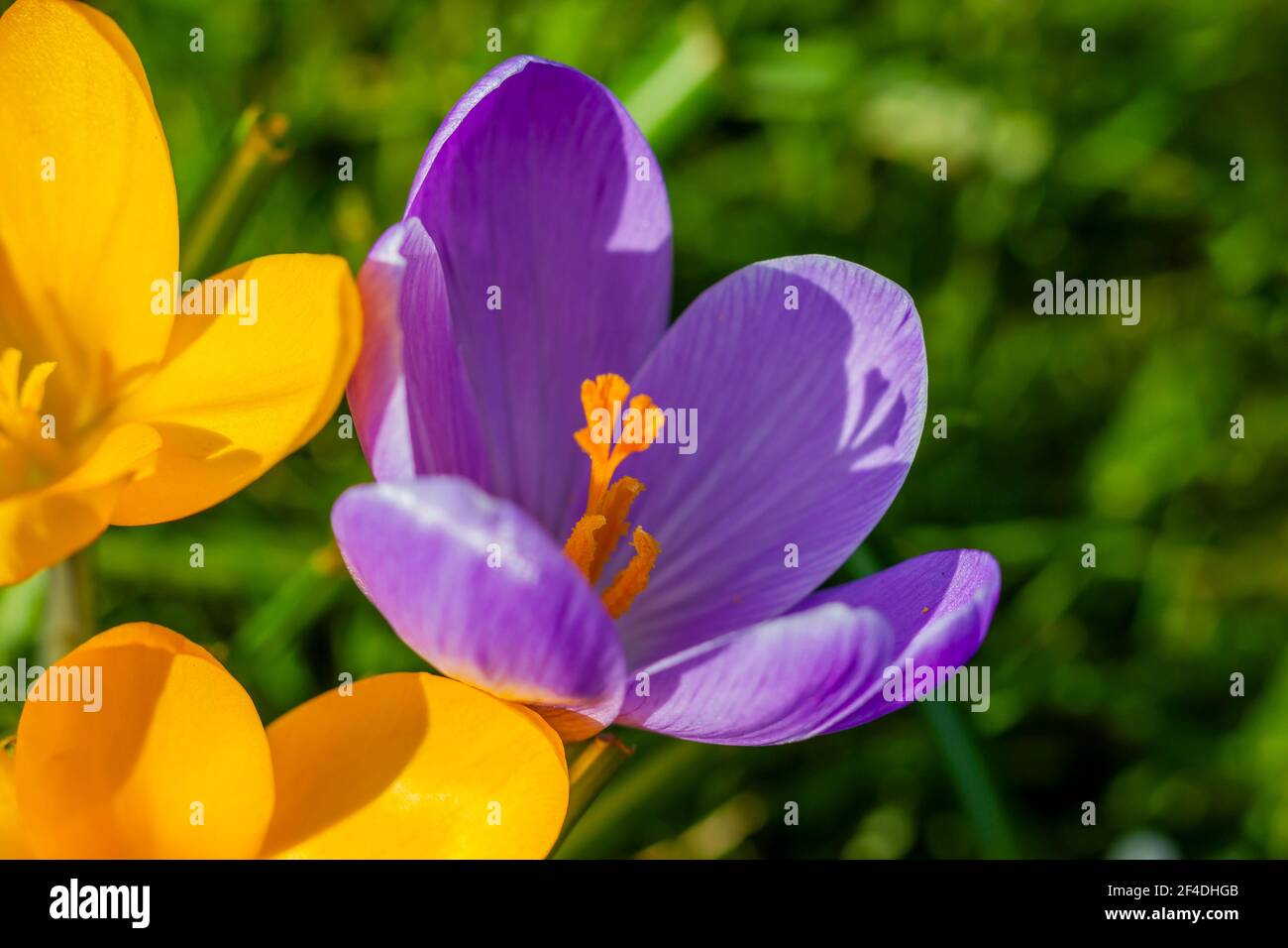 Purple and Yellow Crocus Close up Stock Photo - Alamy