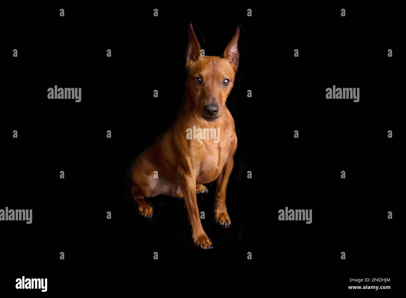 Brown miniature pinscher on a black background. The dwarf miniature ...