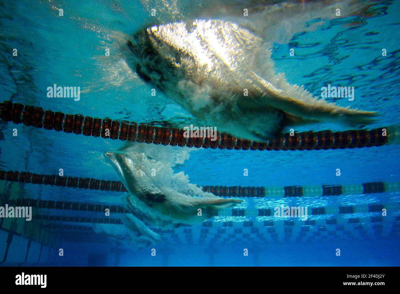 Underwater photo of swimmers diving into a pool during a swim meet ...