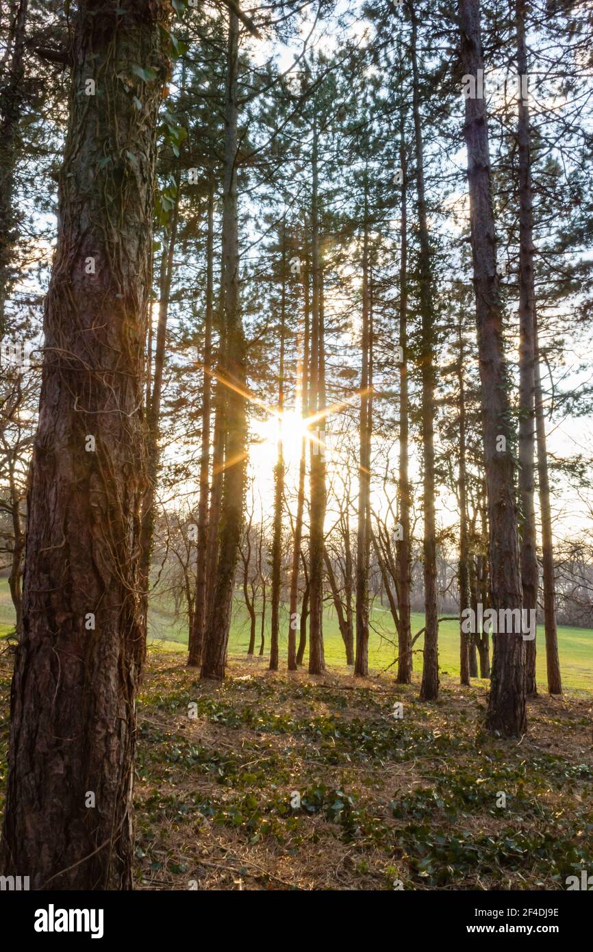 A vertical shot of trees in the forest under the sunset sky sunlight ...