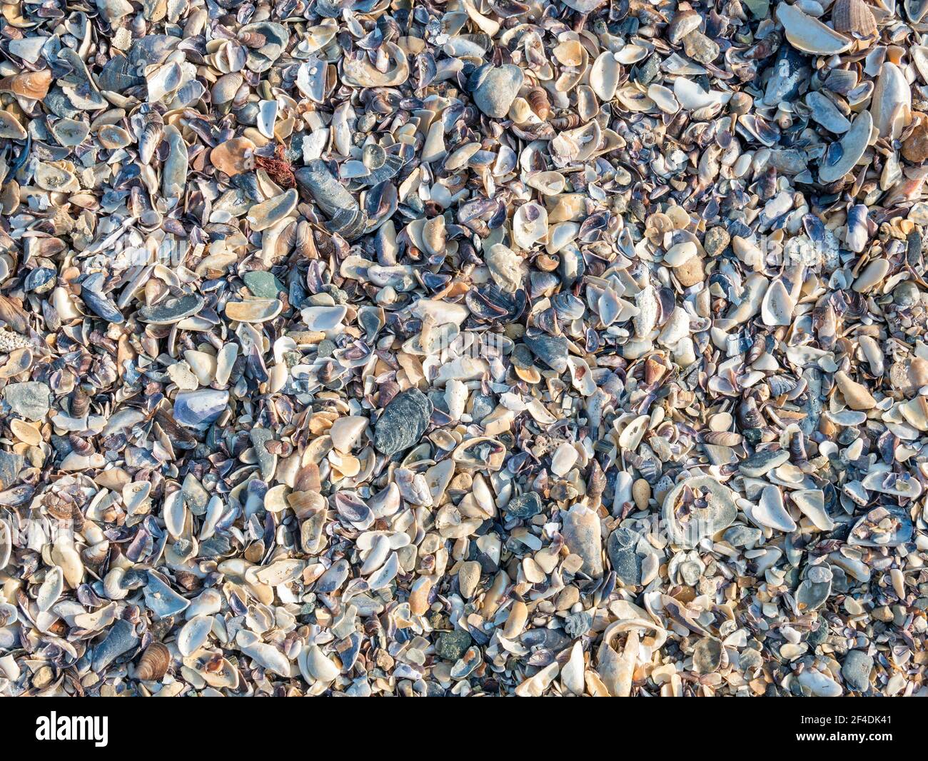 Various broken seashells fragments on the sandy beach. Background ...