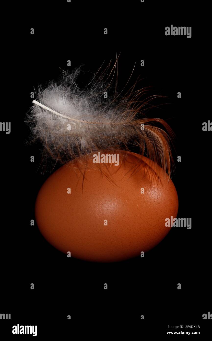 One fresh organic chicken egg with a feather in black background Stock ...