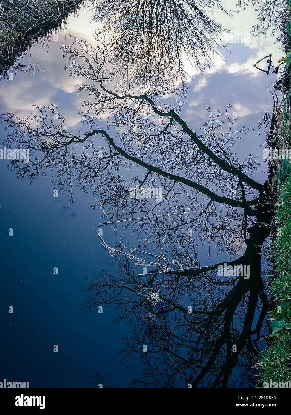 Reflection of a tree in calm water Stock Photo - Alamy