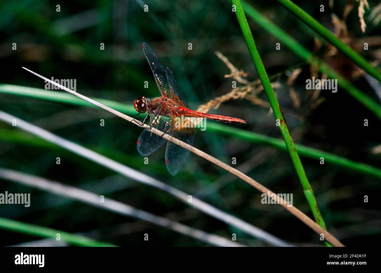 Dragonfly and Damselfly wildlife species, wild places, forest, nature ...