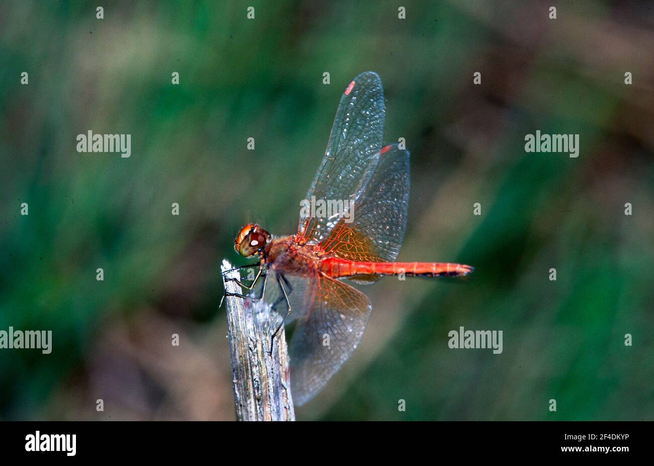 Red tailed skimmer hi-res stock photography and images - Alamy