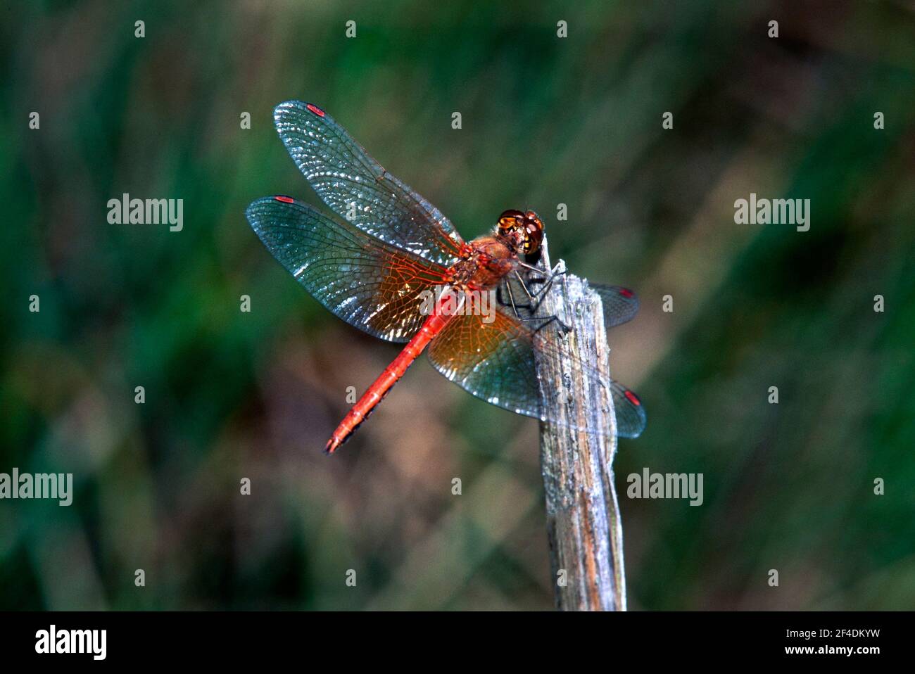 Dragonfly and Damselfly wildlife species, wild places, forest, nature ...