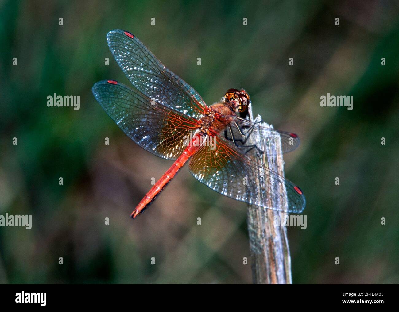Blue dragonfly nymph uk hi-res stock photography and images - Alamy