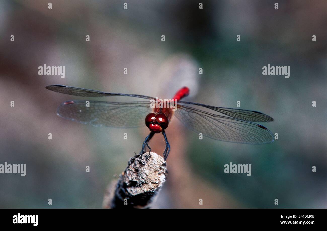 Dragonfly and Damselfly wildlife species, wild places, forest, nature ...