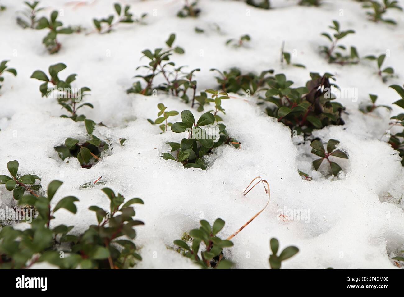 Evergreen cranberry plants inbetween cold winter snow Stock Photo - Alamy