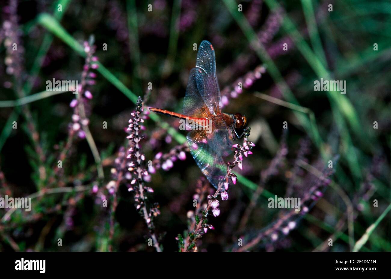 Red tailed skimmer hi-res stock photography and images - Alamy