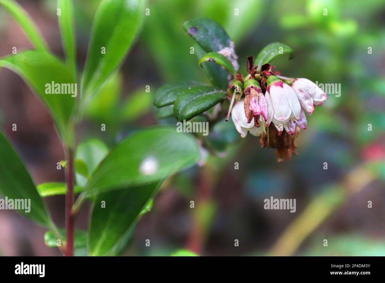 Delicate pink and cream flowers on cranberry plants Stock Photo - Alamy