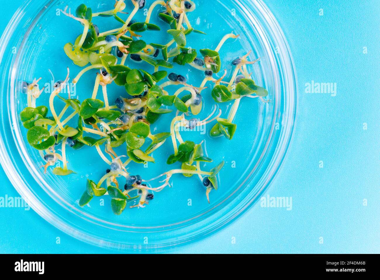 Microgreens . healthy salad. Eating right. Healthy eating concept of ...