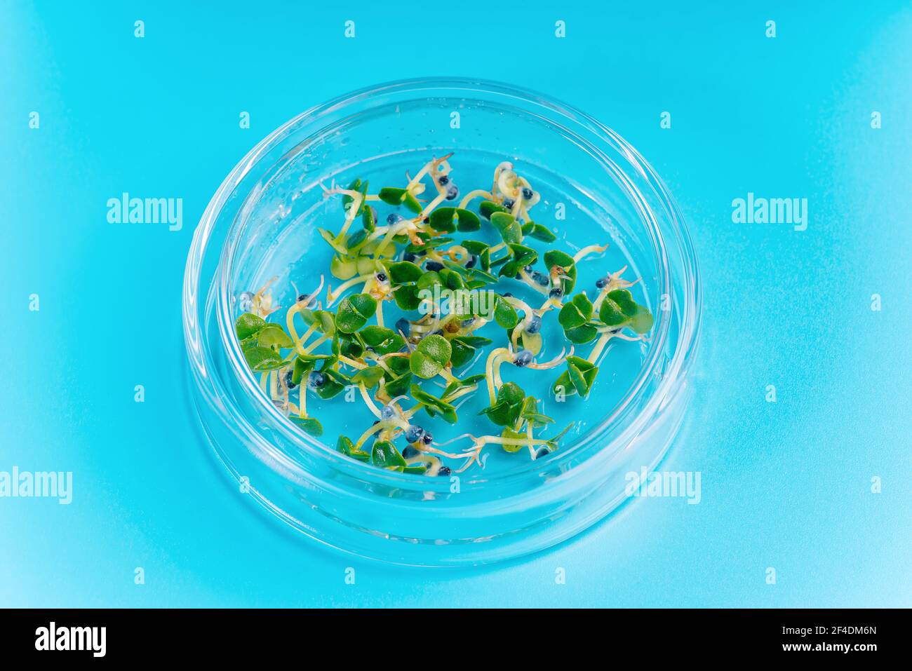 Microgreen sprouts quality control in Sanitary and epidemiological ...