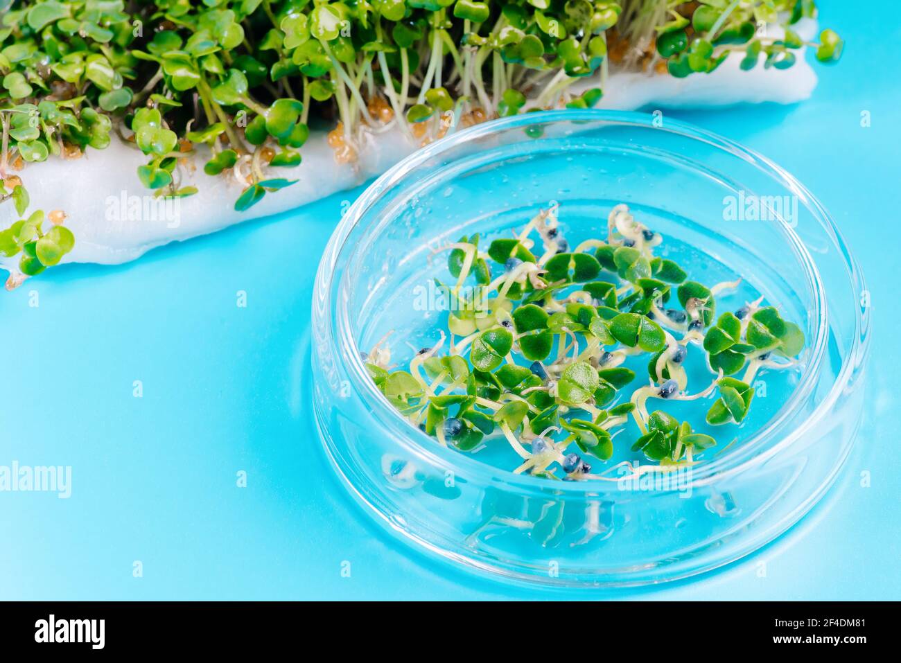 Microgreen sprouts quality control in Sanitary and epidemiological ...