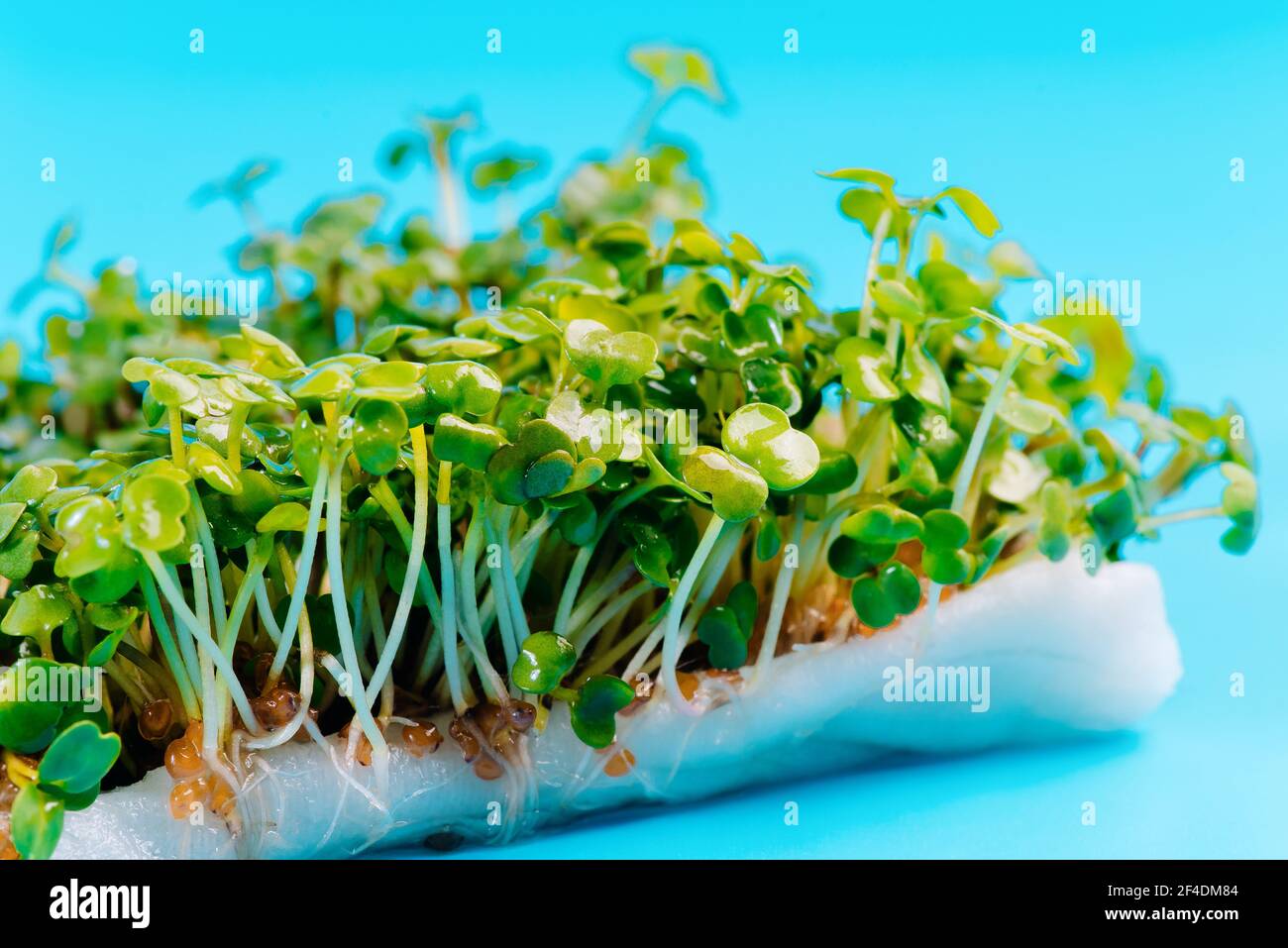 Microgreens . healthy salad. Eating right. Healthy eating concept of ...