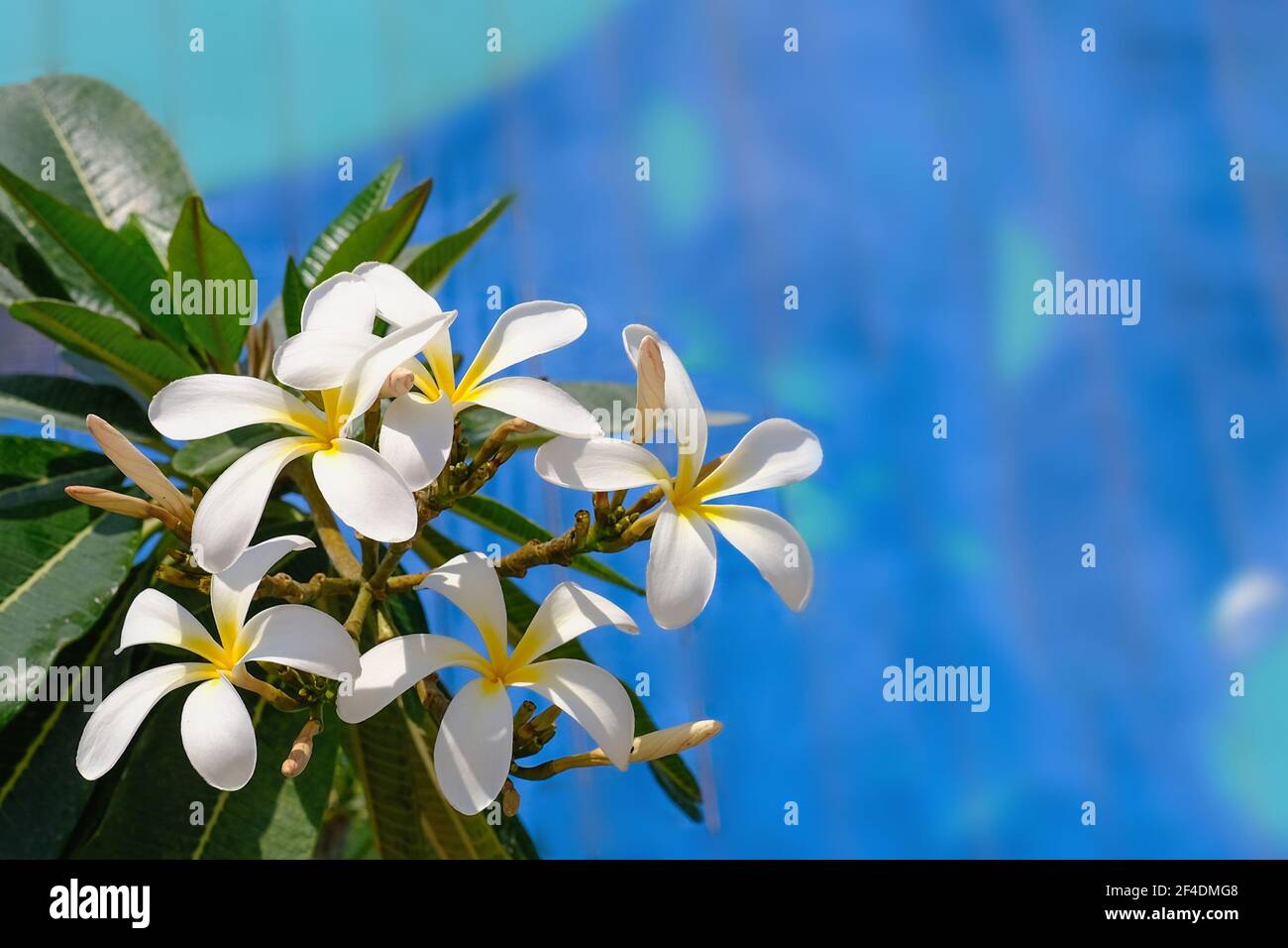 Plumeria obtusa hi-res stock photography and images - Alamy