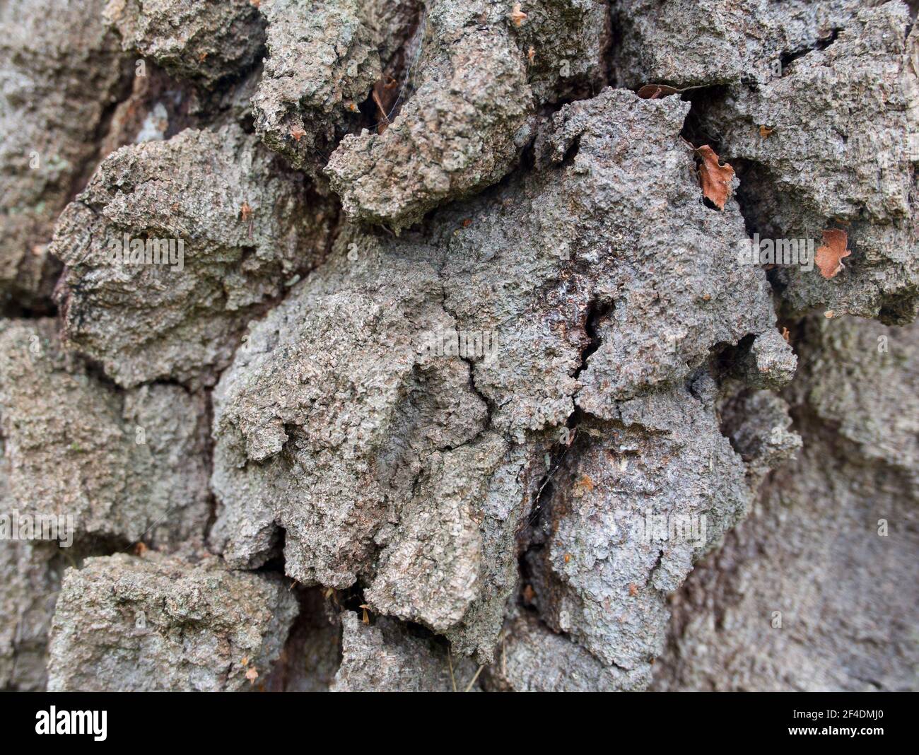 Full frame background showing heavily textured tree trunk in winter ...