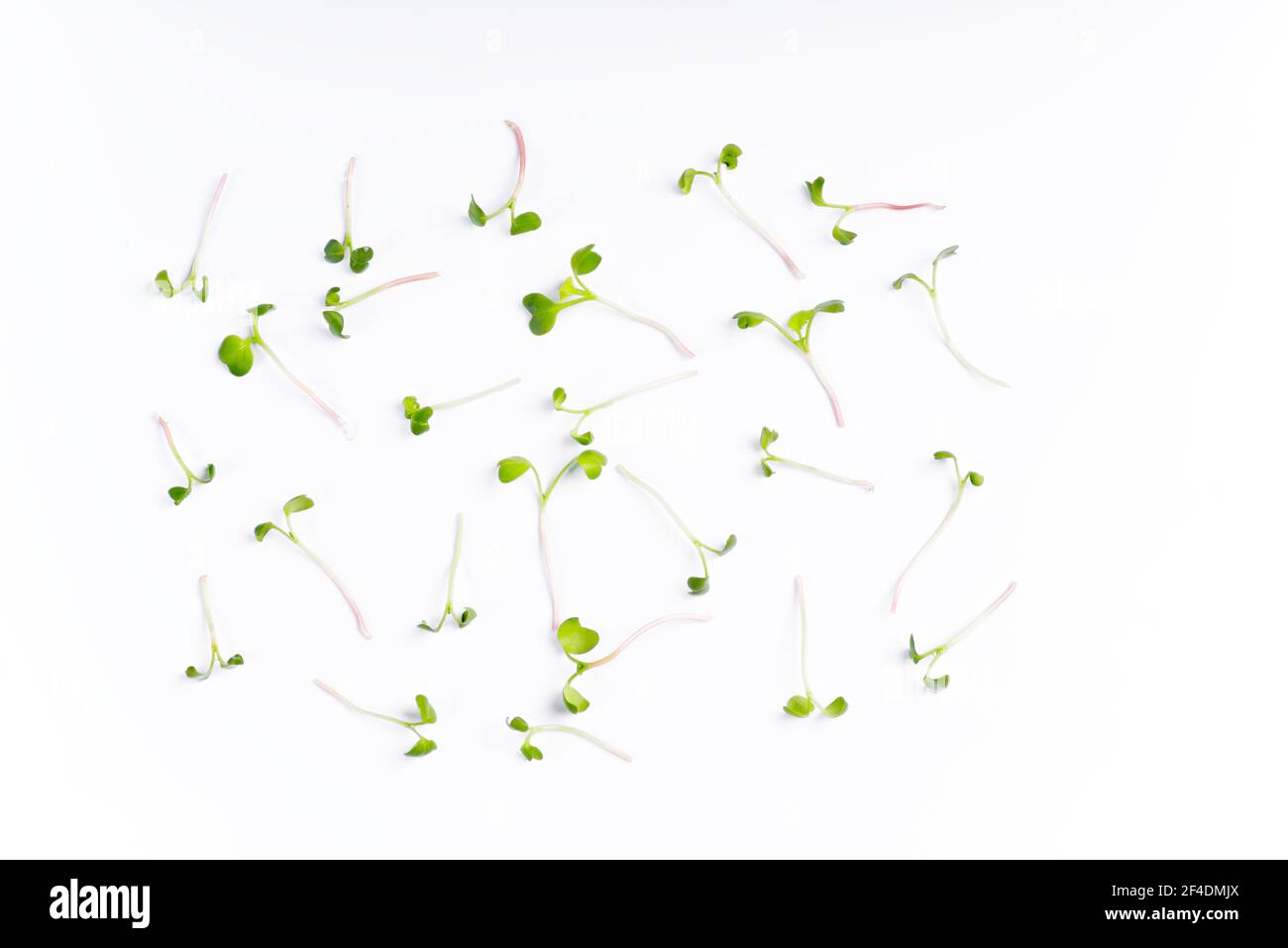 Vegan and healthy superfood.Young sprout microgreen on white background ...