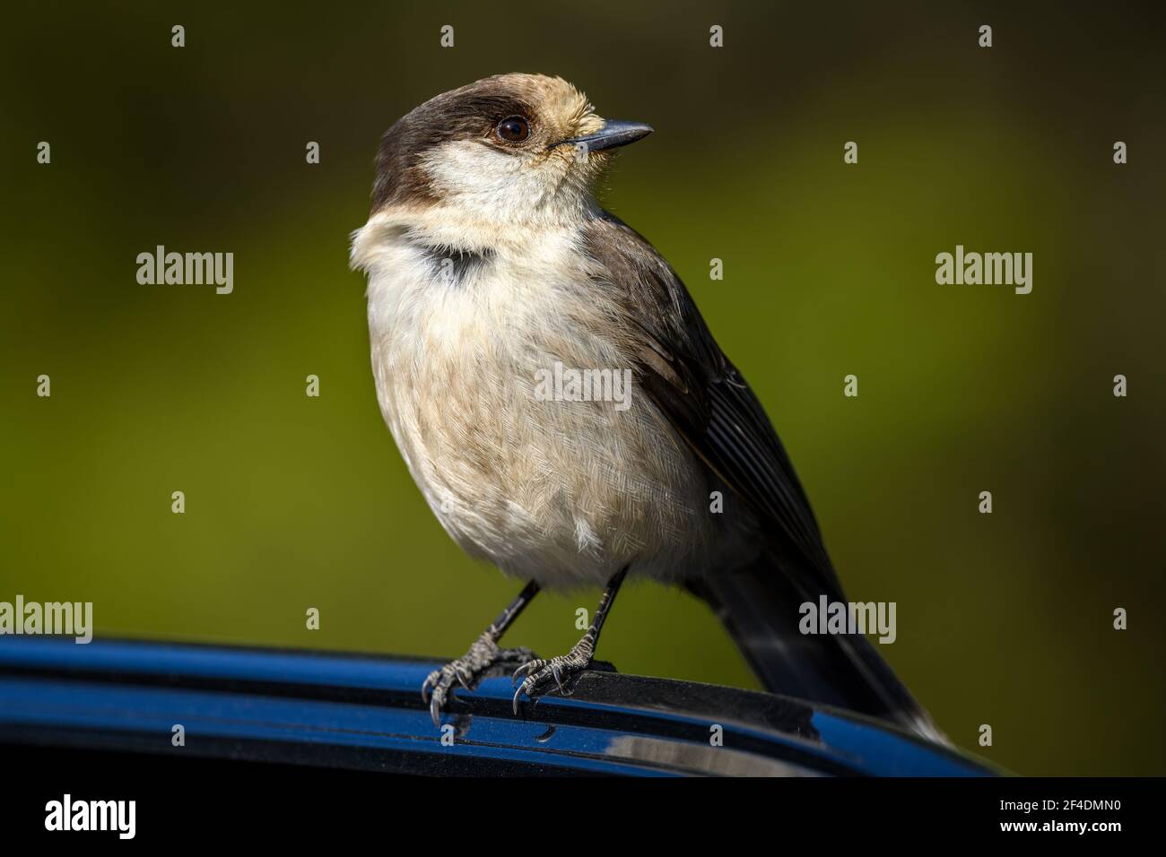 A Canada jay (Perisoreus canadensis), in winter plumage landed on a car ...