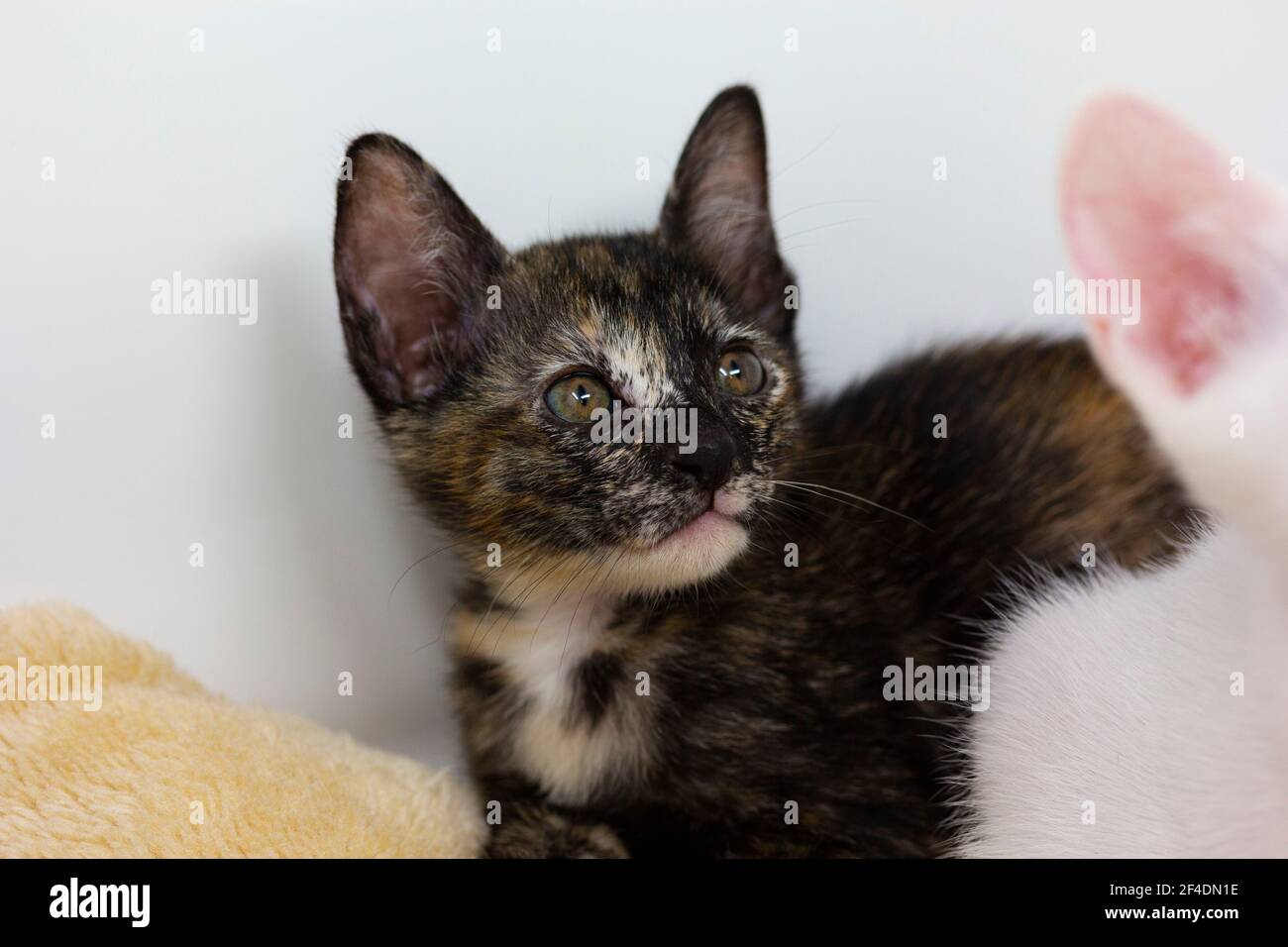Multicolored kittens Khao Manee breed with white background, looks ...