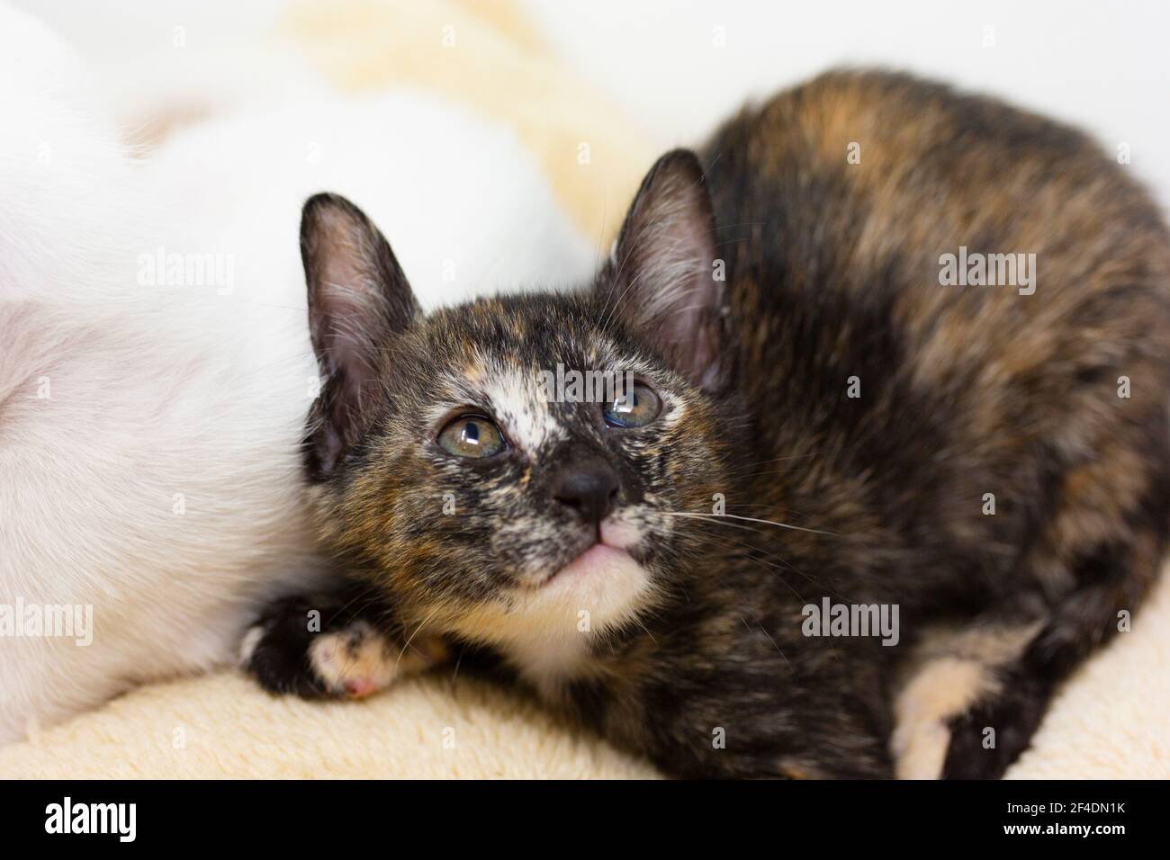 Multicolored kittens Khao Manee breed with white background, looks ...