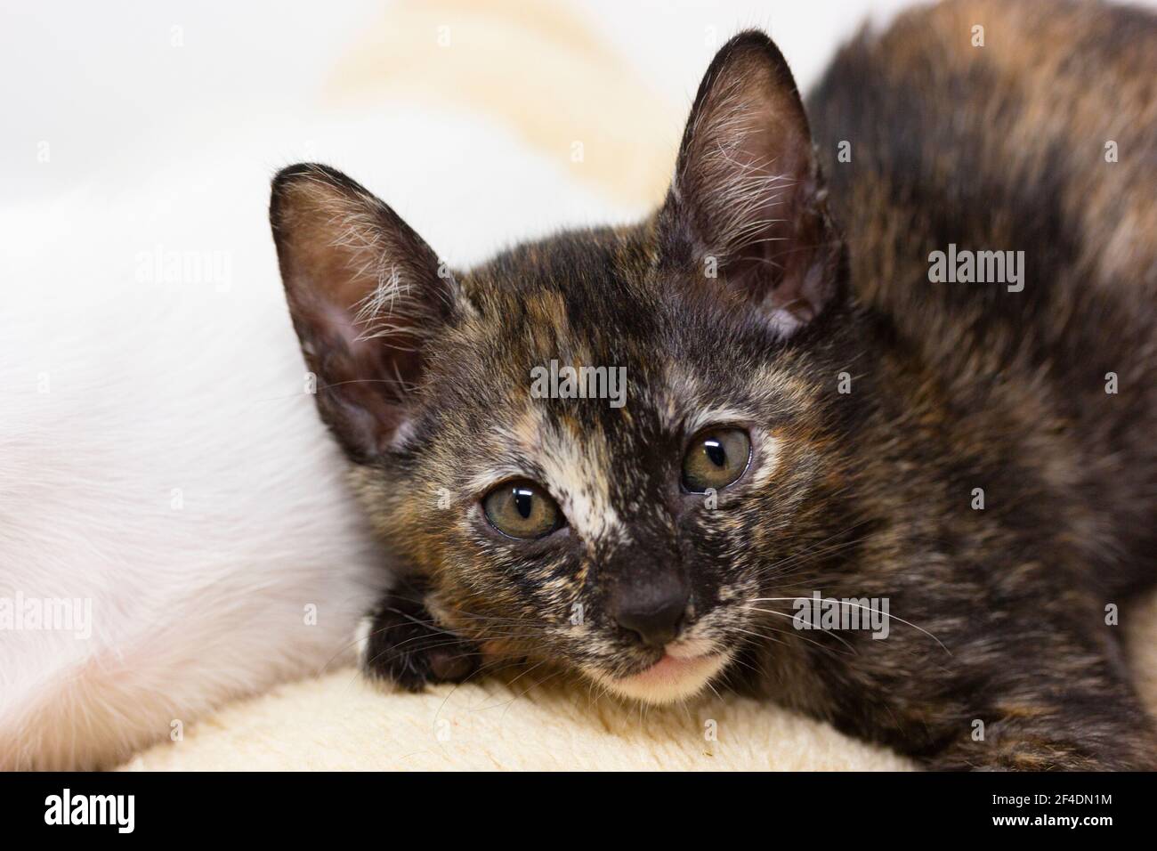 Multicolored kittens Khao Manee breed with white background, looks ...