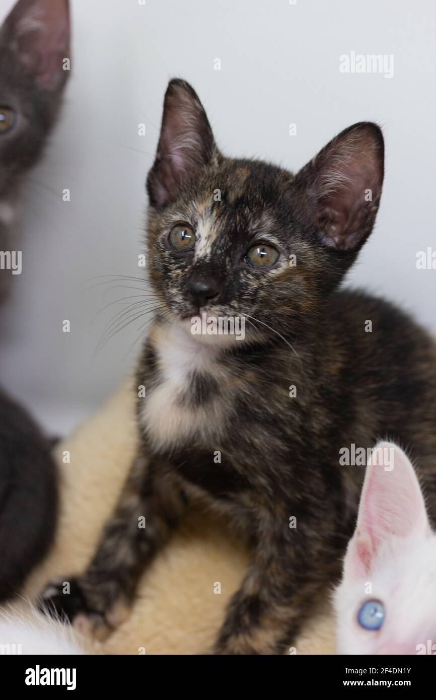 Multicolored kittens Khao Manee breed with white background, looks ...
