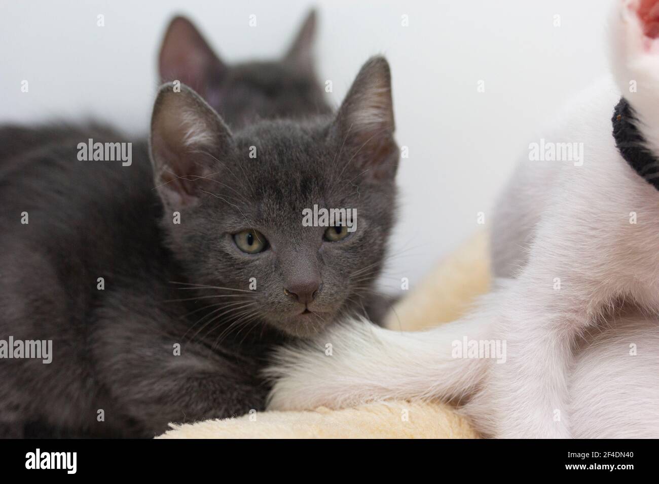 Gray kittens with white background playing with their siblings Stock ...
