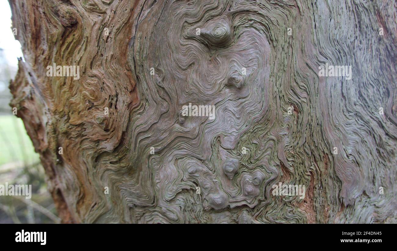 Tree trunk showing unusual swirly woodgrain with space for copy Stock ...