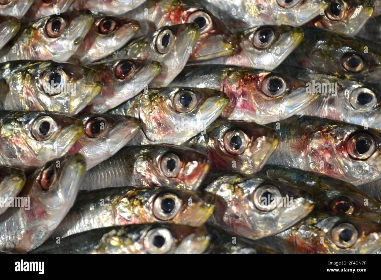 Sardine fish display market hi-res stock photography and images - Alamy