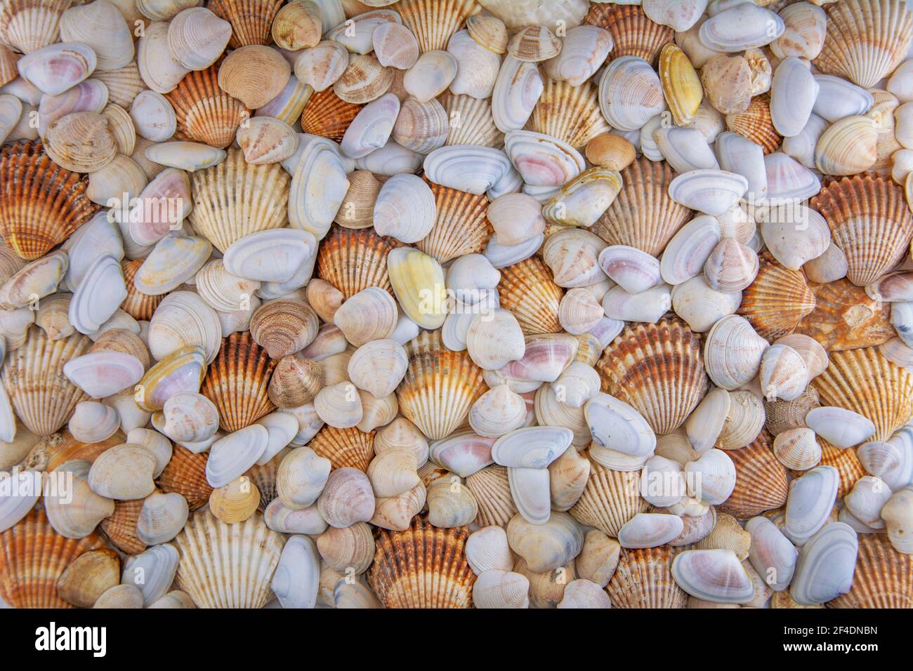 Shell sizes hi-res stock photography and images - Alamy